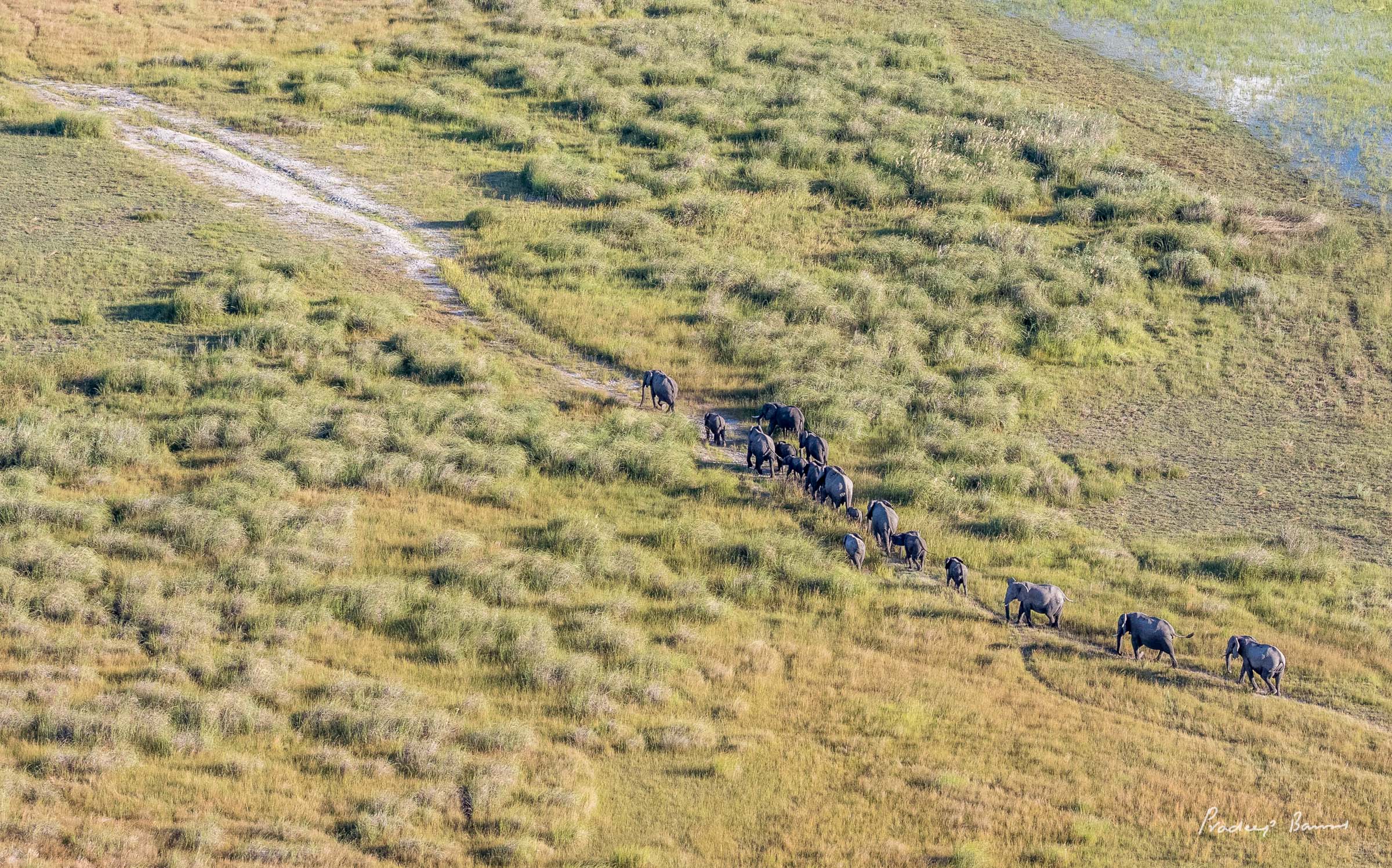 The Elephant Trail | Okavango Delta, Botswana | Pradeep Bansal Photography