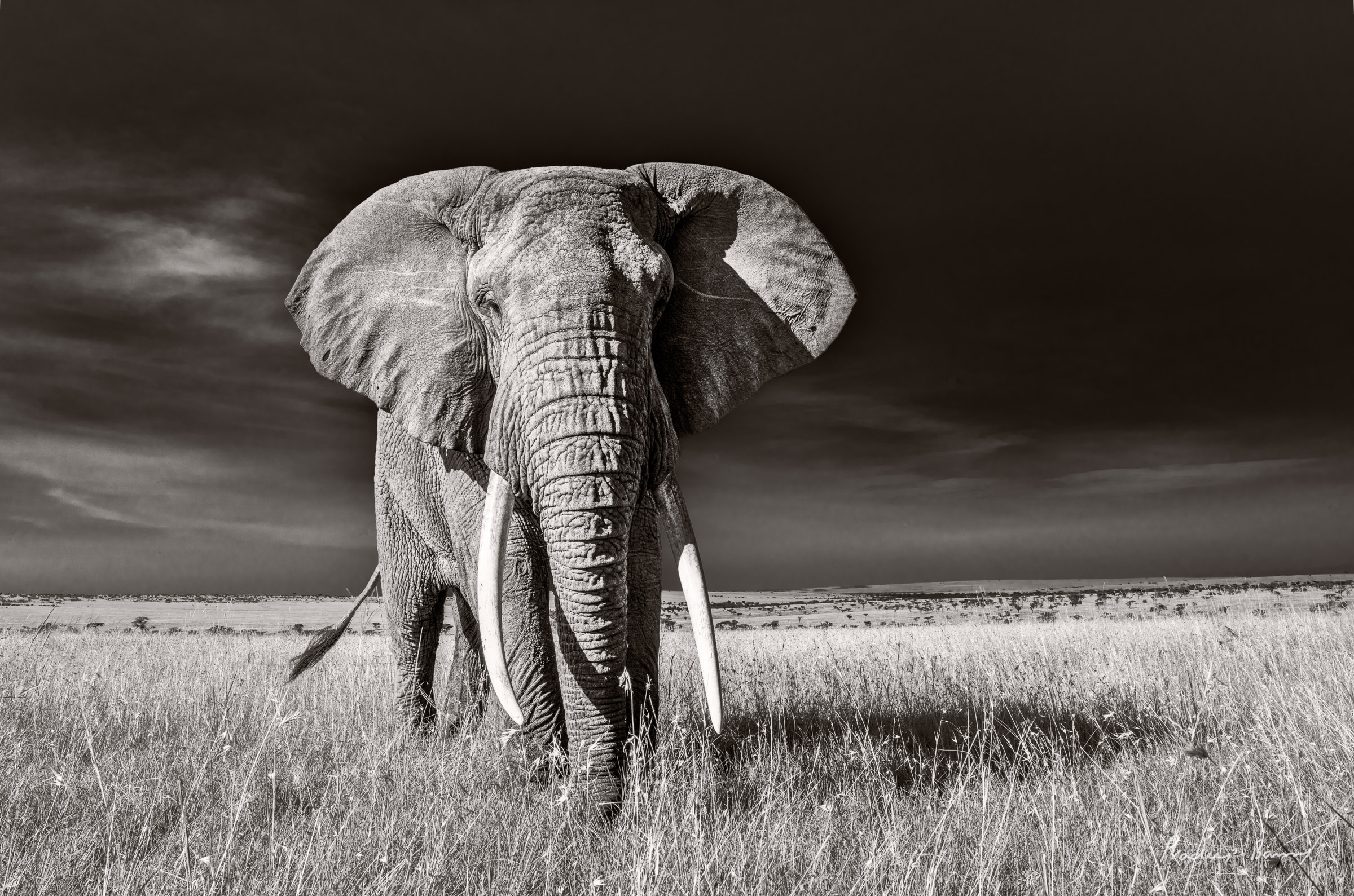 Splendor in the grass | Masai Mara, Kenya | Pradeep Bansal Photography