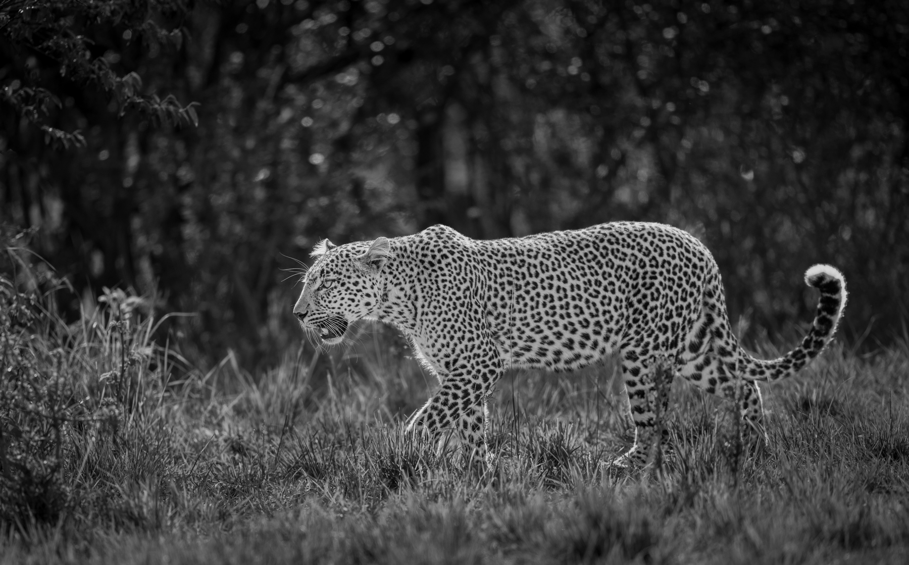 Fig - The Leopard Queen | Pradeep Bansal Photography